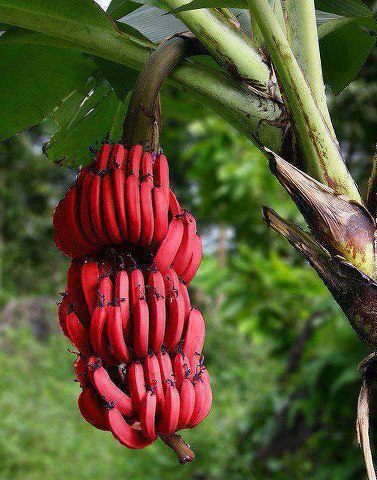 เคยเห็นกล้วยหอมแดง (Red Bananas) กันไหม